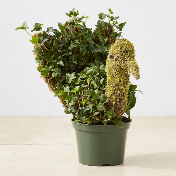 How To Make English Ivy Topiary at Maddison Loch blog